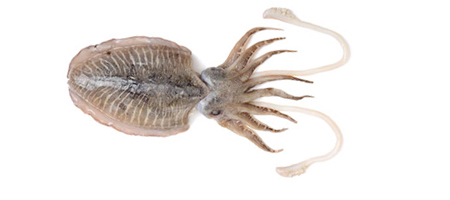 Cephalopods – CASSUA | Frozen Seafood