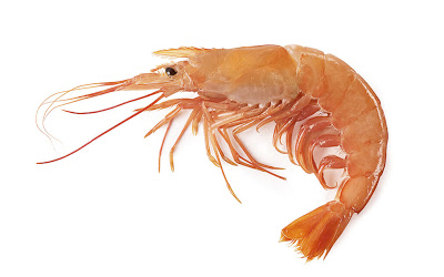 Crustaceans – CASSUA | Frozen Seafood