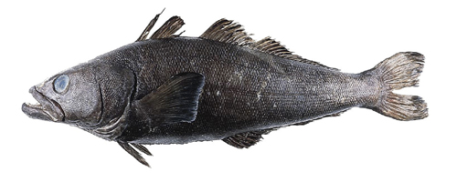 White Fish – CASSUA | Frozen Seafood